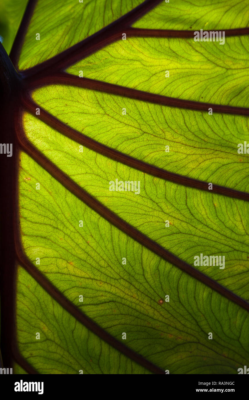 Elephant leaf backlighted Stock Photo - Alamy