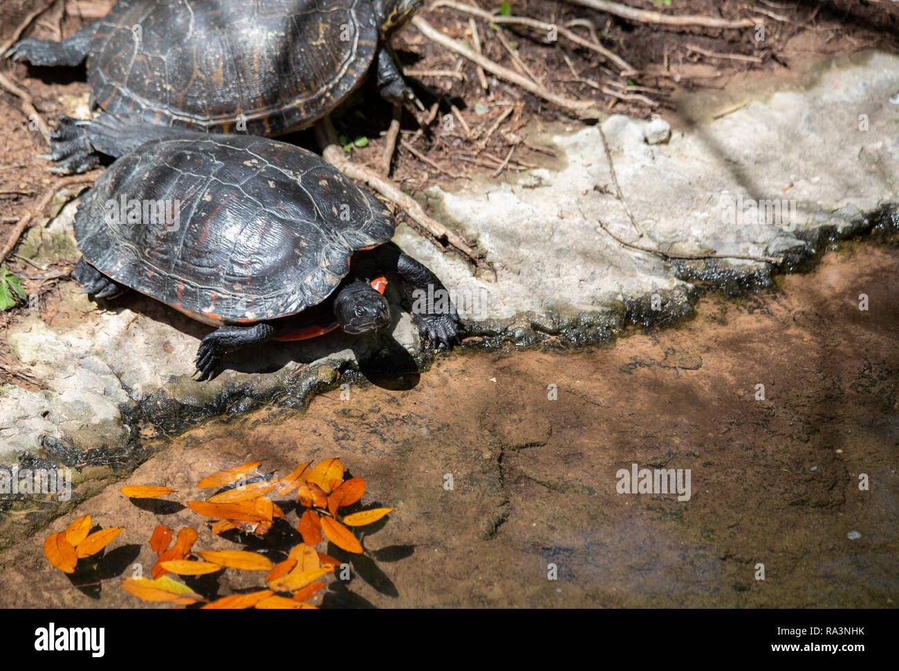 Southern painted turtle (Chrysemys picta) moving away from another ...