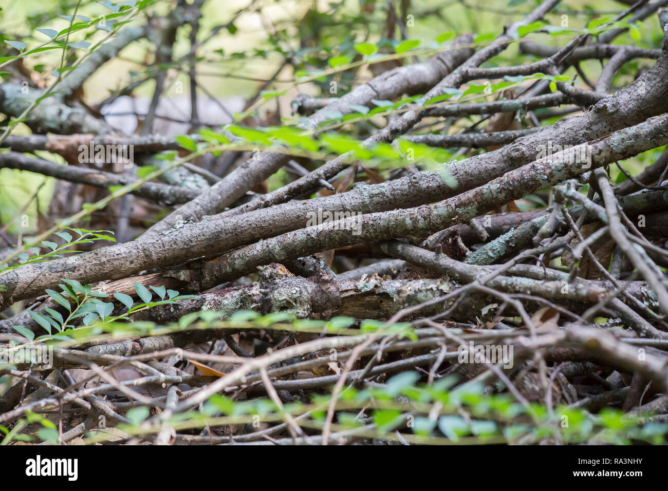 Pile of sticks on the ground in nature Stock Photo - Alamy