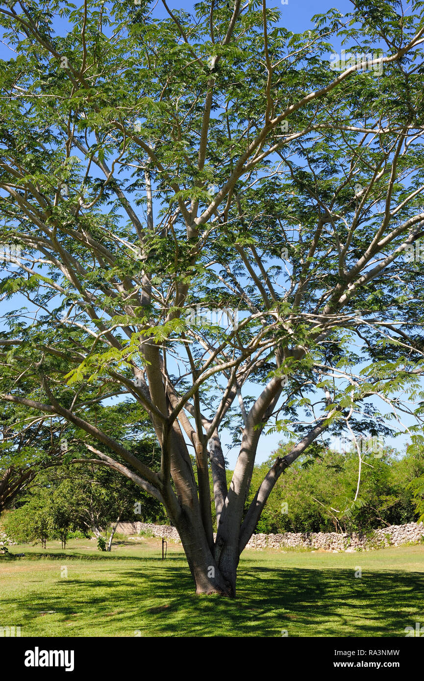 Samanea saman hi-res stock photography and images - Alamy