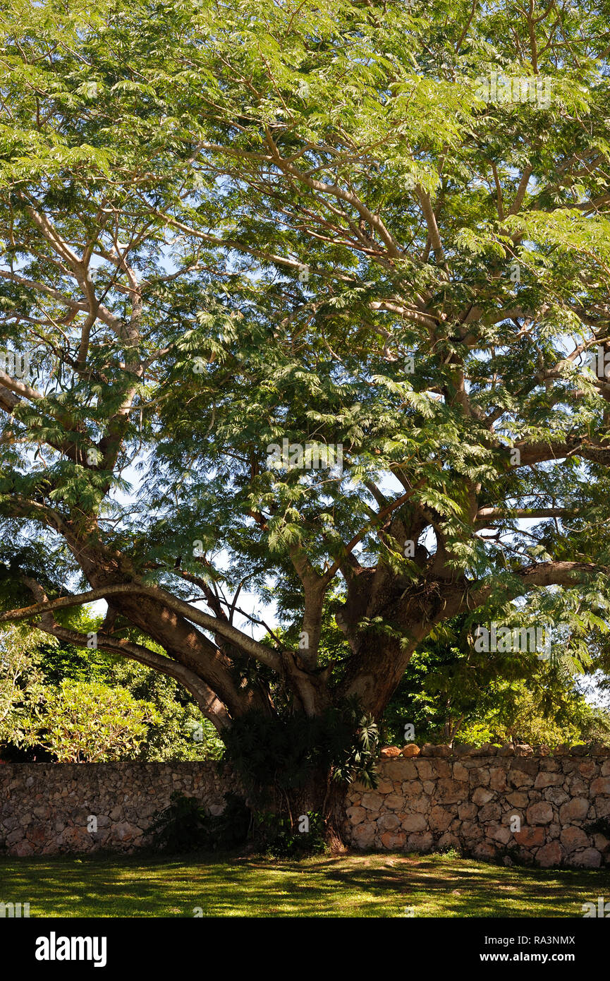 Samanea saman hi-res stock photography and images - Alamy