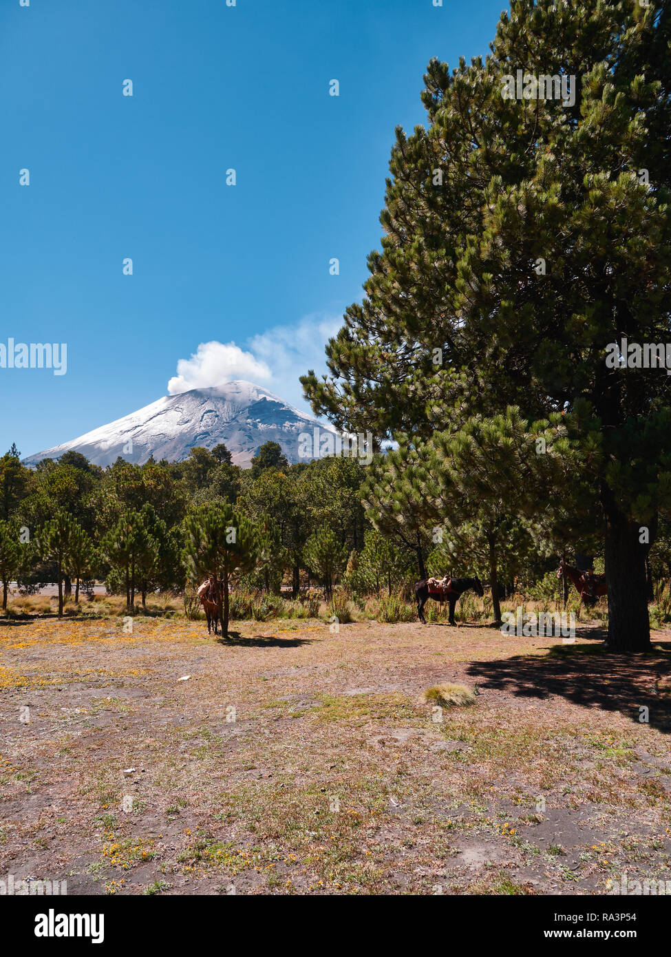 Itza-Popo National Park with horses and Popocatepetl volcano in ...