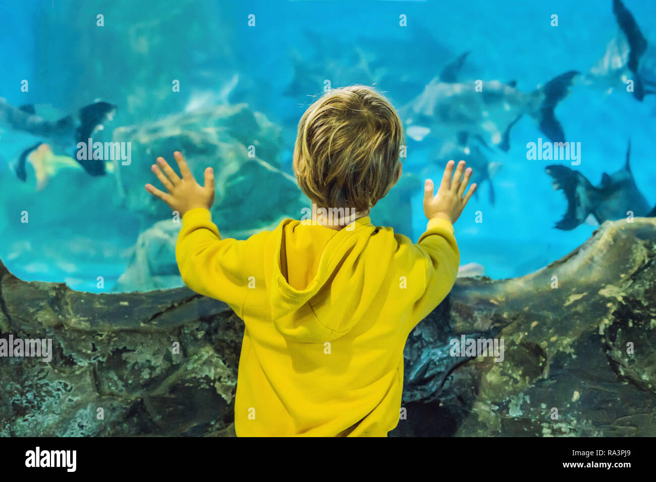 Communication with marine life hi-res stock photography and images - Alamy