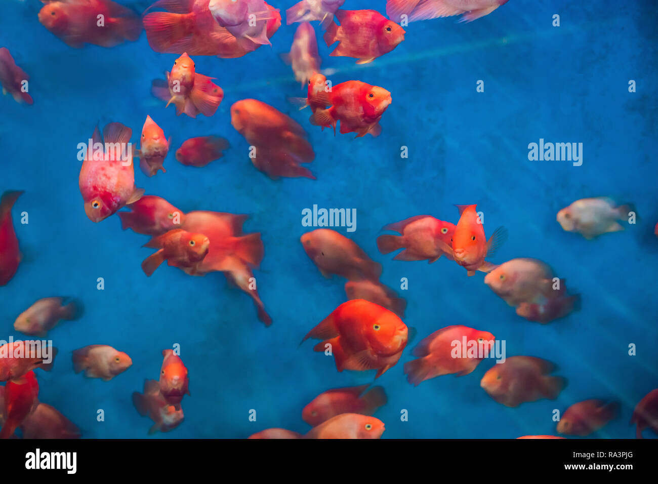 Many red fish in a blue aquarium Stock Photo - Alamy