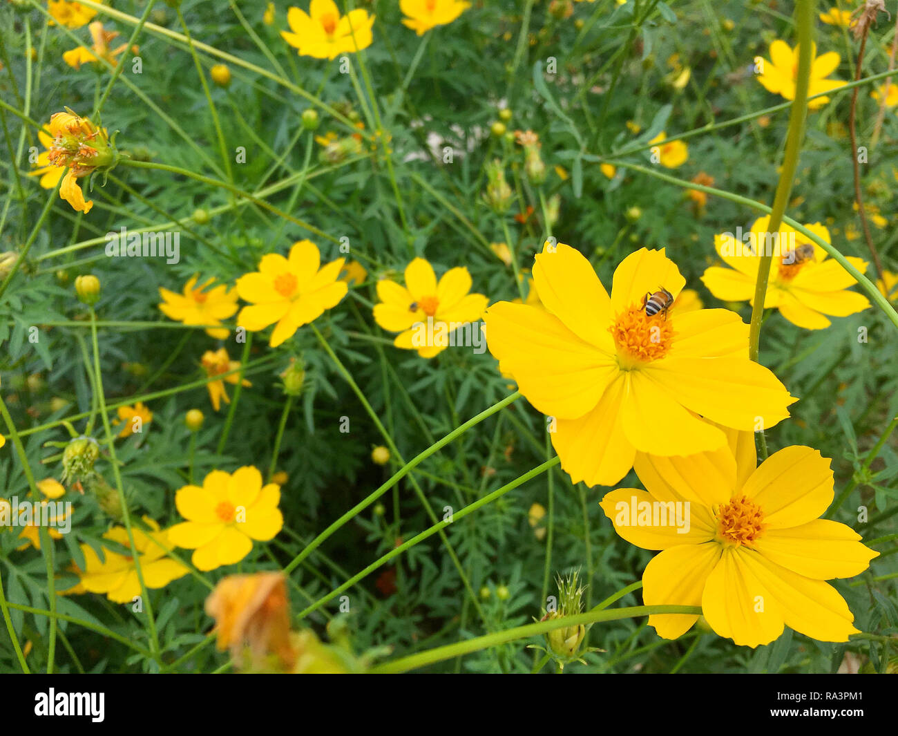 Yellow cosmos flowers meadow on the mountain slope in Nan, Thailand ...