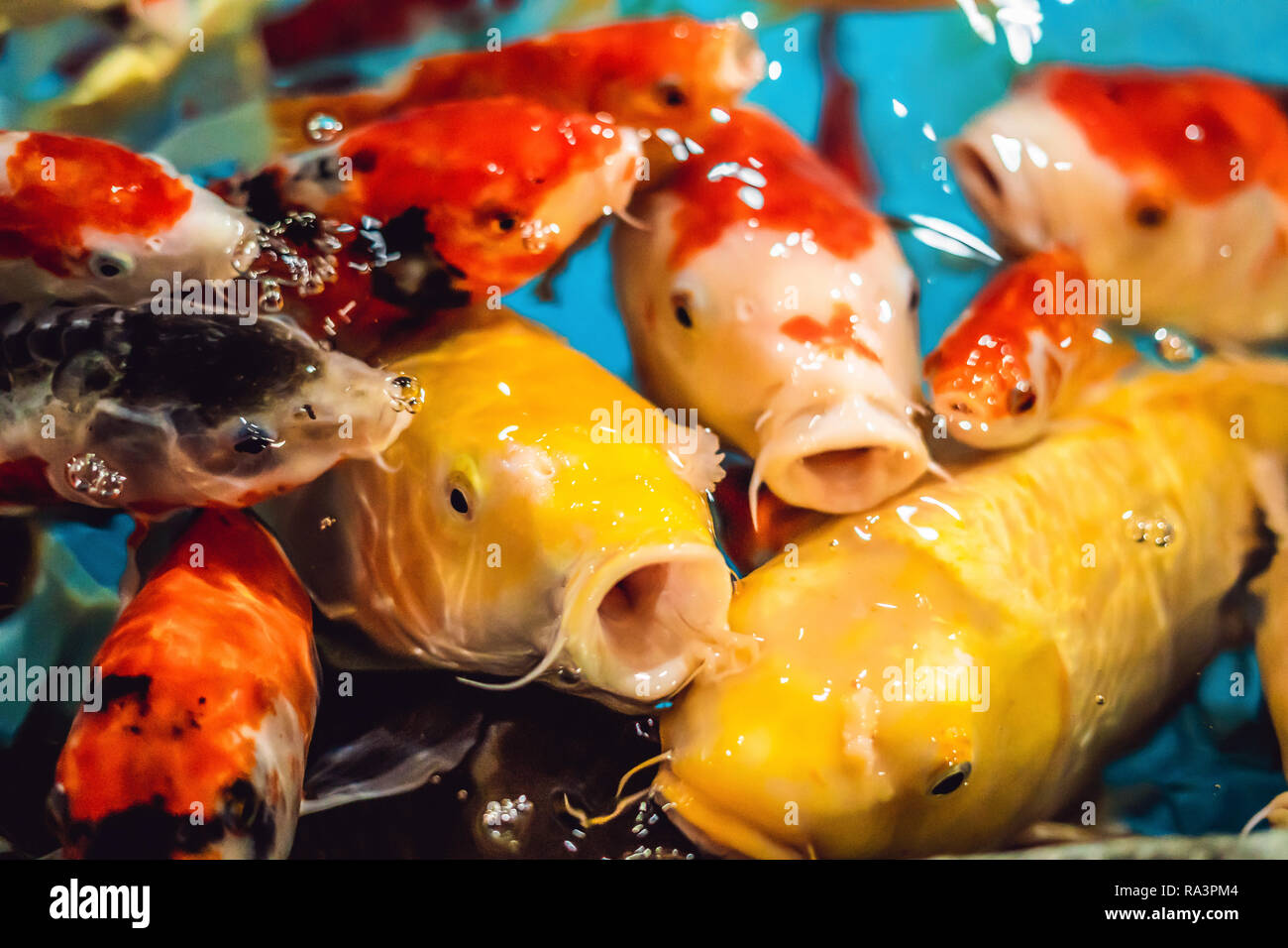 Red Carp High Resolution Stock Photography and Images - Alamy