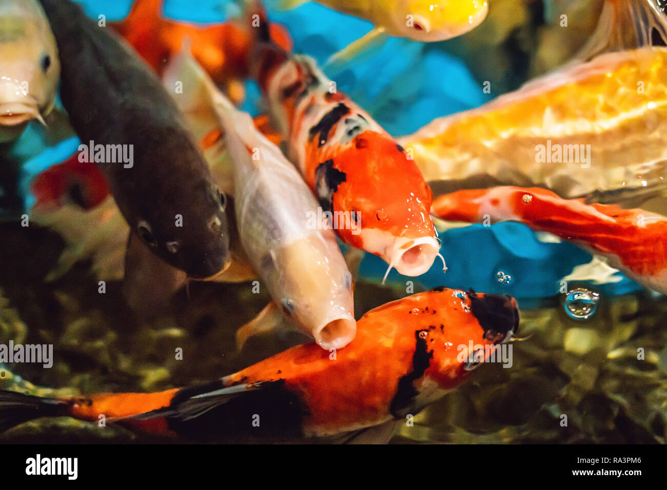 Red Carp High Resolution Stock Photography and Images - Alamy