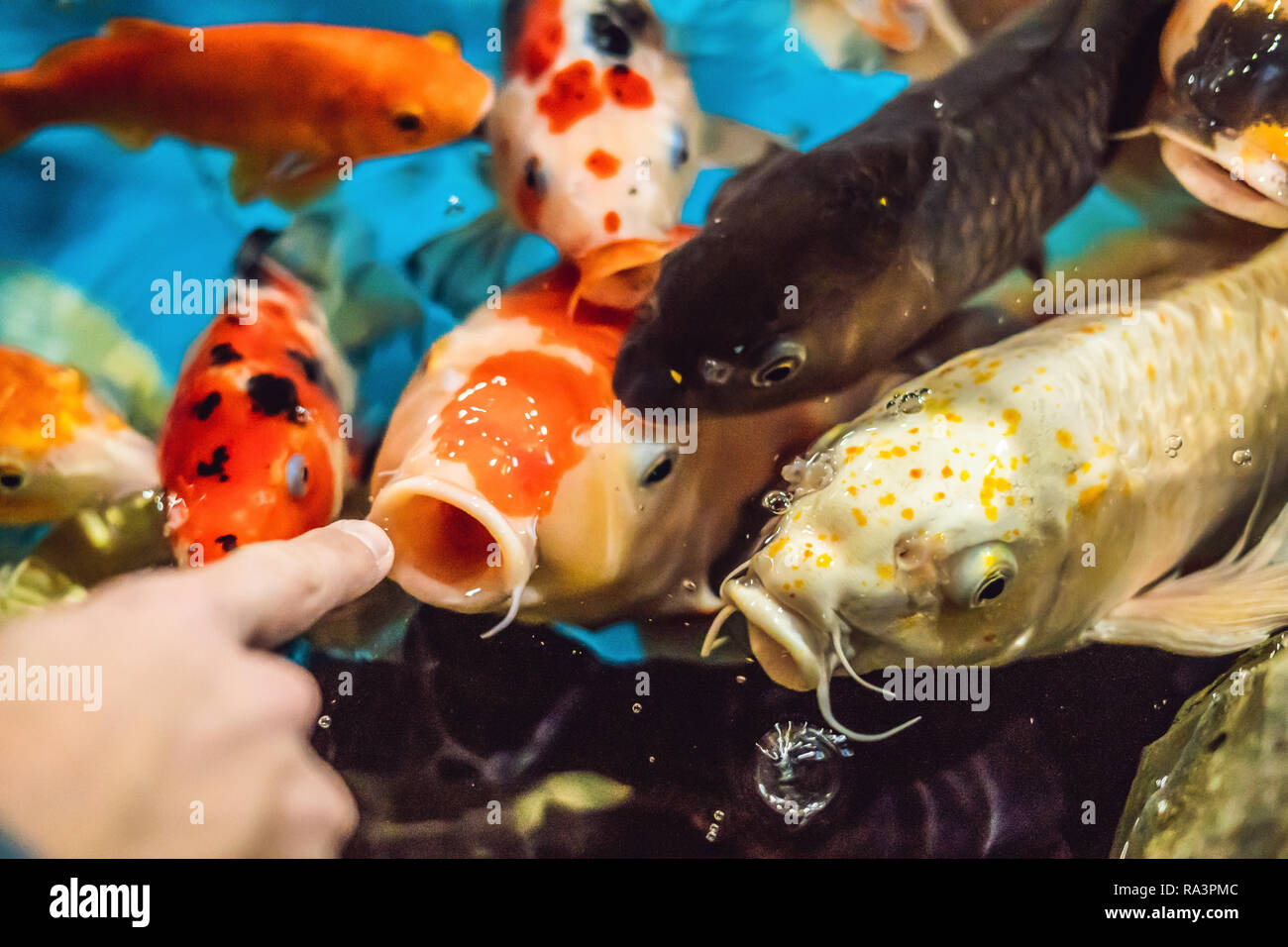 Multicolored fish carp on the water surface Stock Photo - Alamy