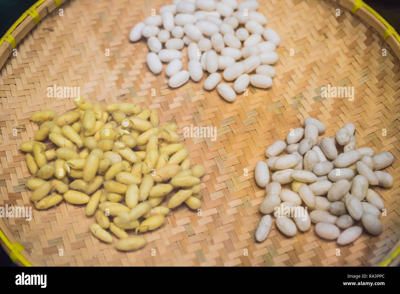 Separate stages of the silkworm pupa. Yellow silky pupa is the life ...