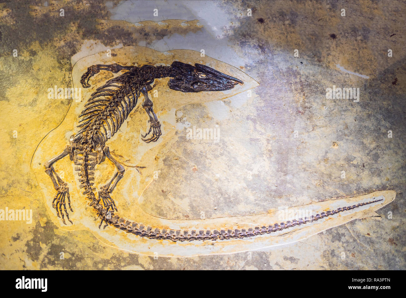 Beijing China, October 16, 2018: terodactyl Fossil, Pterodactilus ...