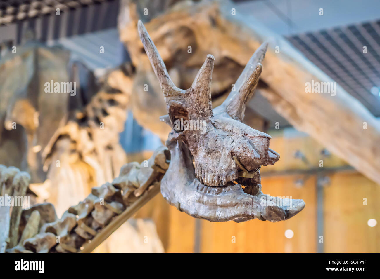 Dinosaur skull. Dinosaur skeleton isolated on white Stock Photo - Alamy