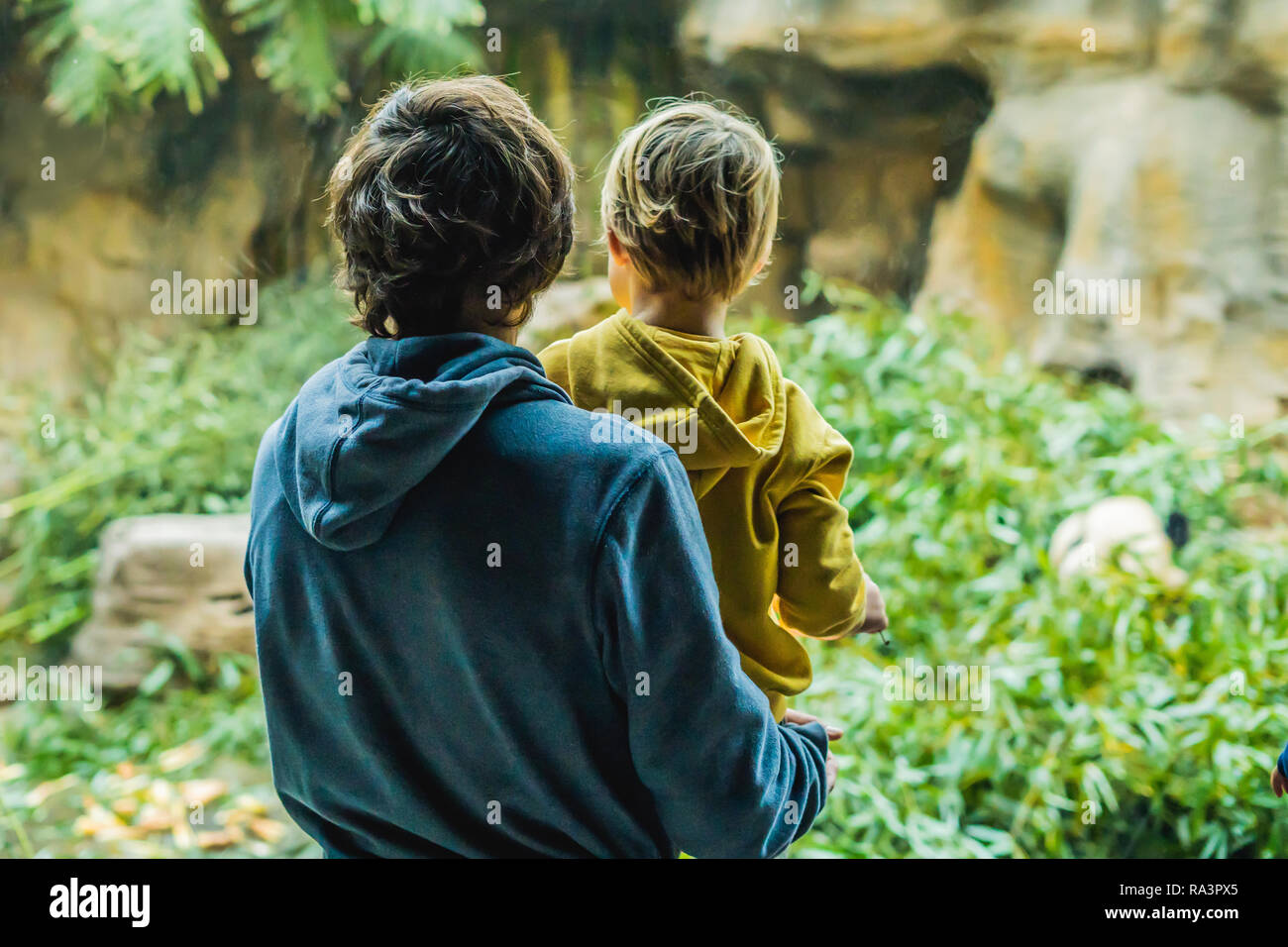 Dad and son at the zoo watch panda eat bamboo Stock Photo - Alamy