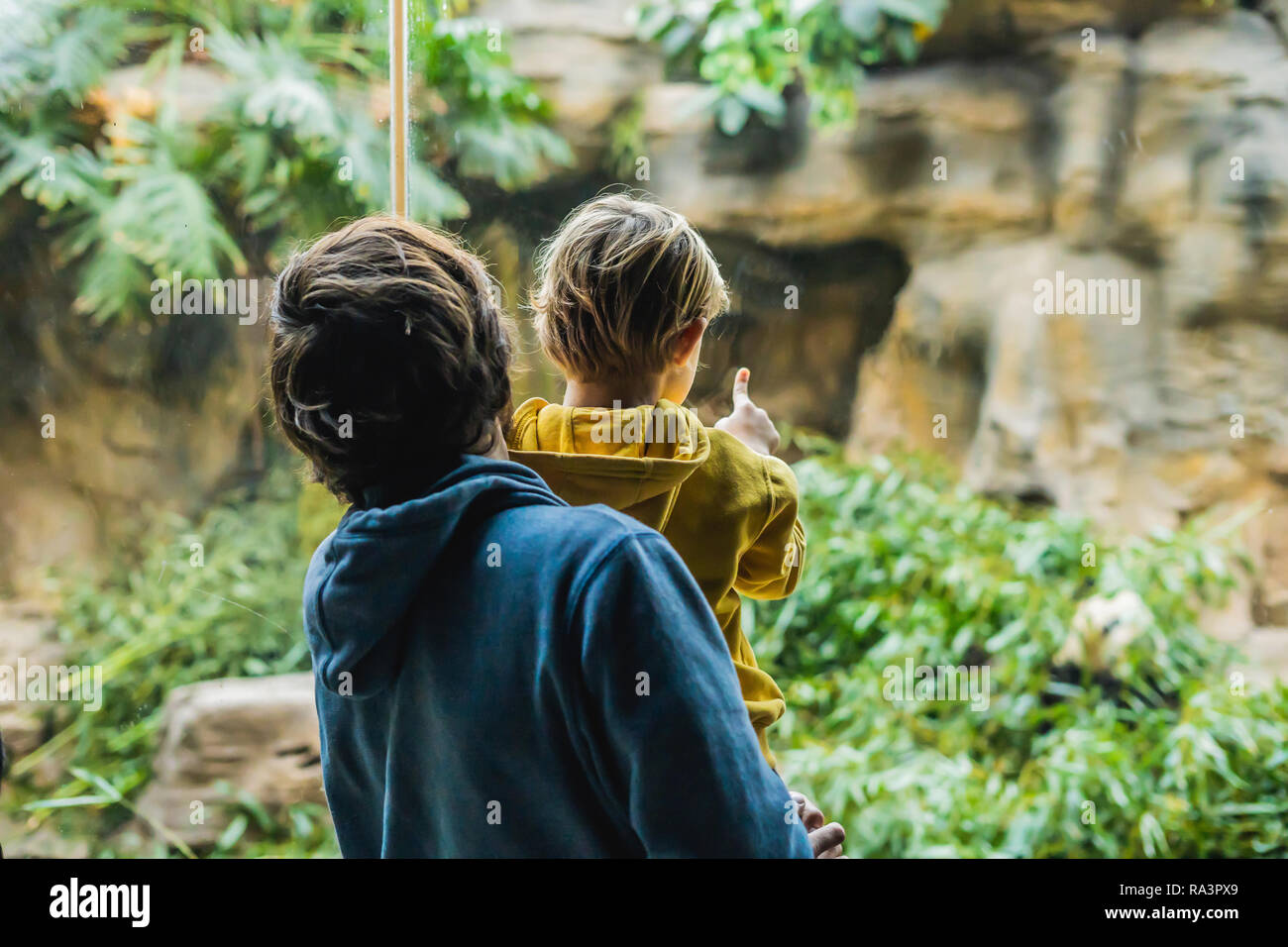 Dad and son at the zoo watch panda eat bamboo Stock Photo - Alamy