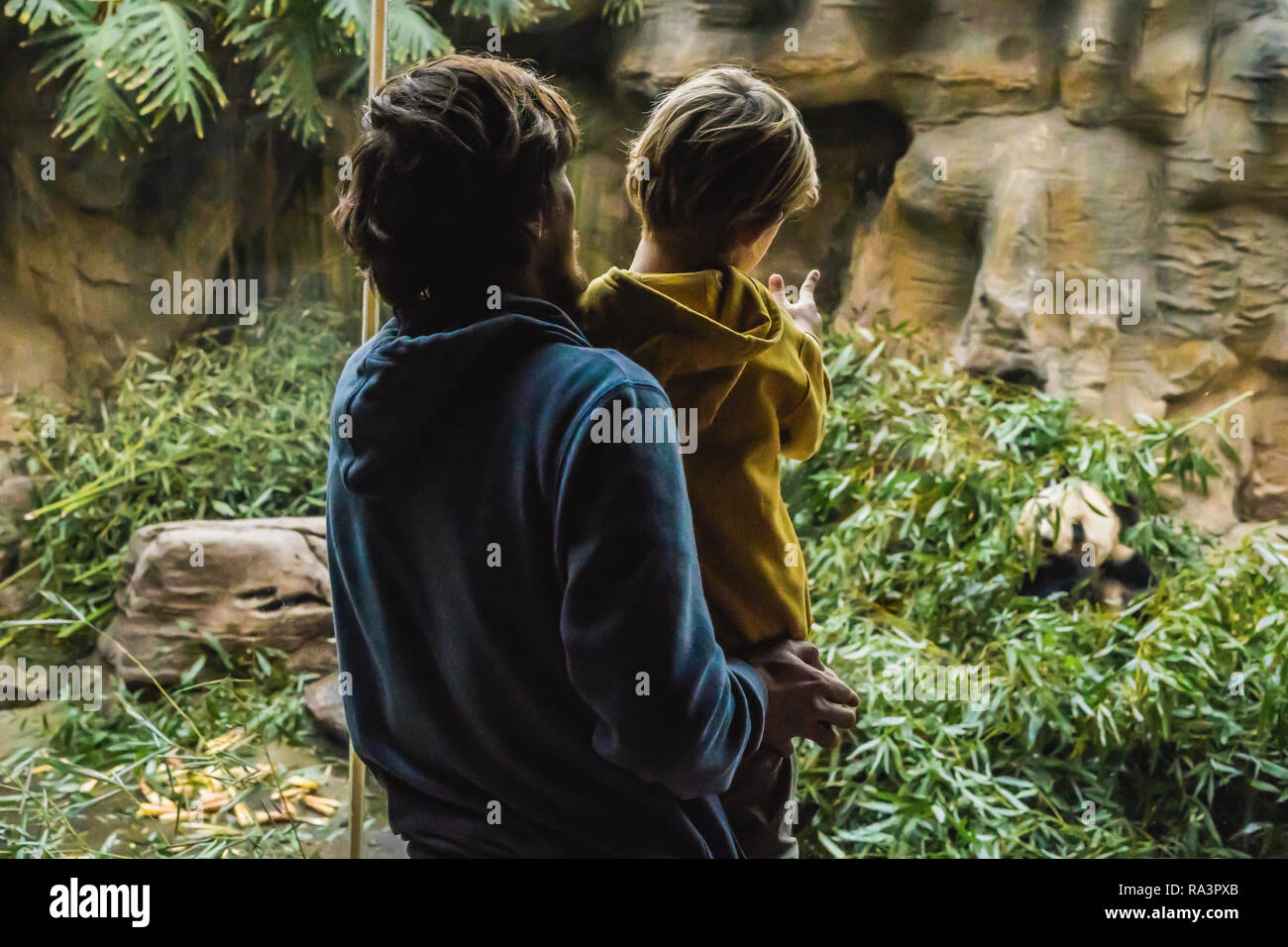 Dad and son at the zoo watch panda eat bamboo Stock Photo - Alamy