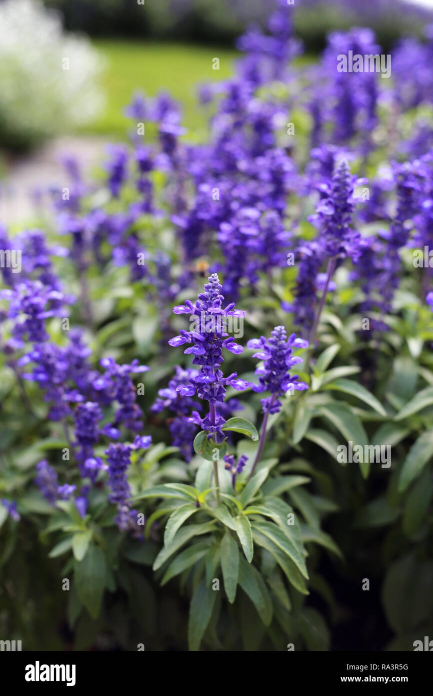 Switzerland nature flowers hi-res stock photography and images - Alamy