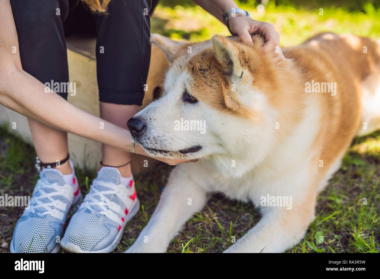 Japanese woman with pet dog hi-res stock photography and images - Alamy