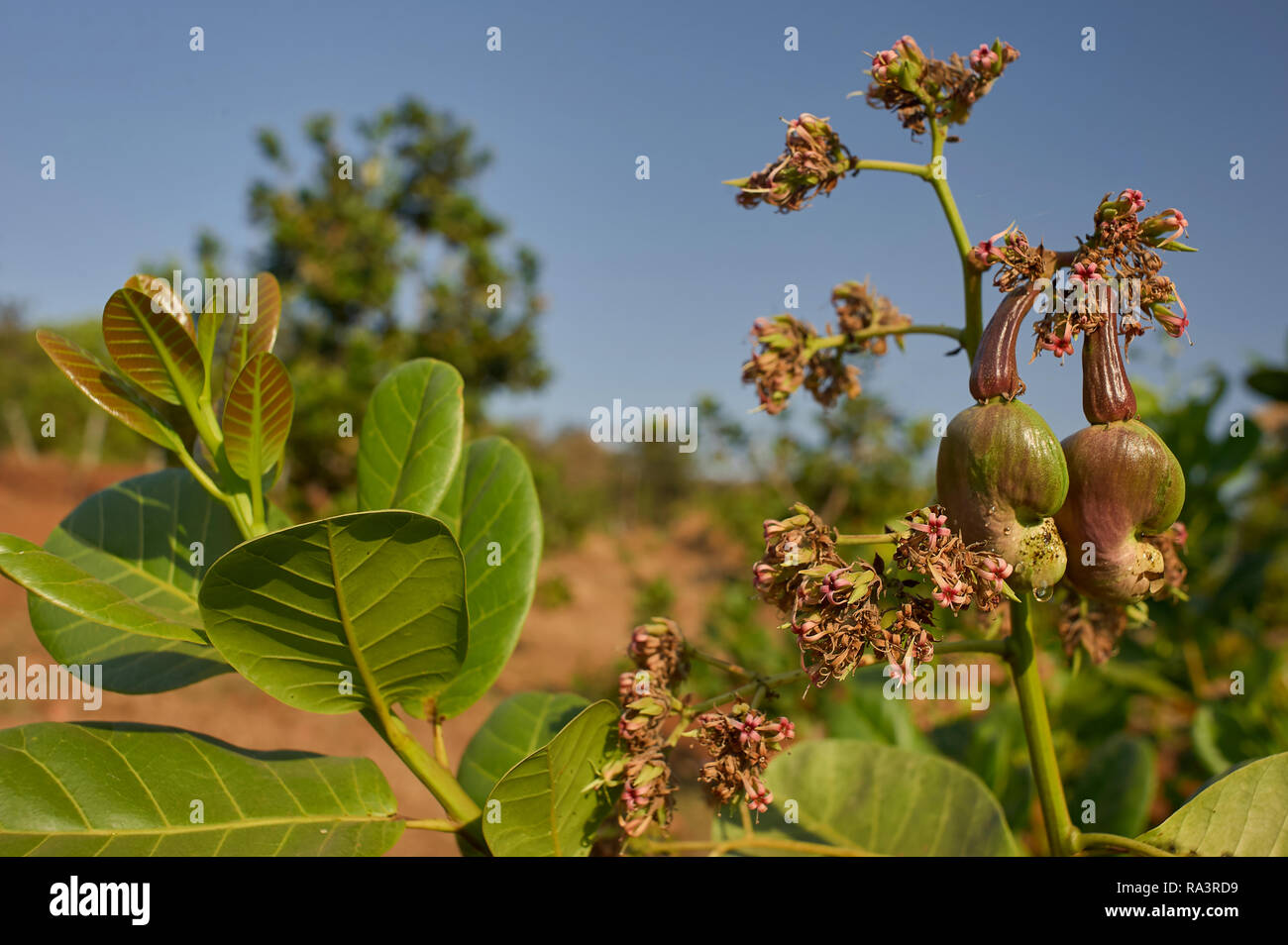Cashew Nut Growing Areas In India at Sabrina Swensen blog
