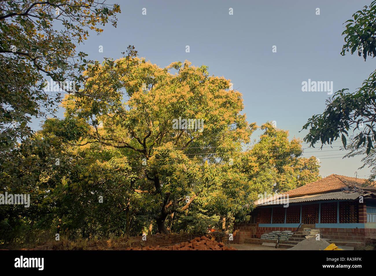 25-Jan-2011-neture tree Mango flower blossom dapoli Konkan maharashtra ...