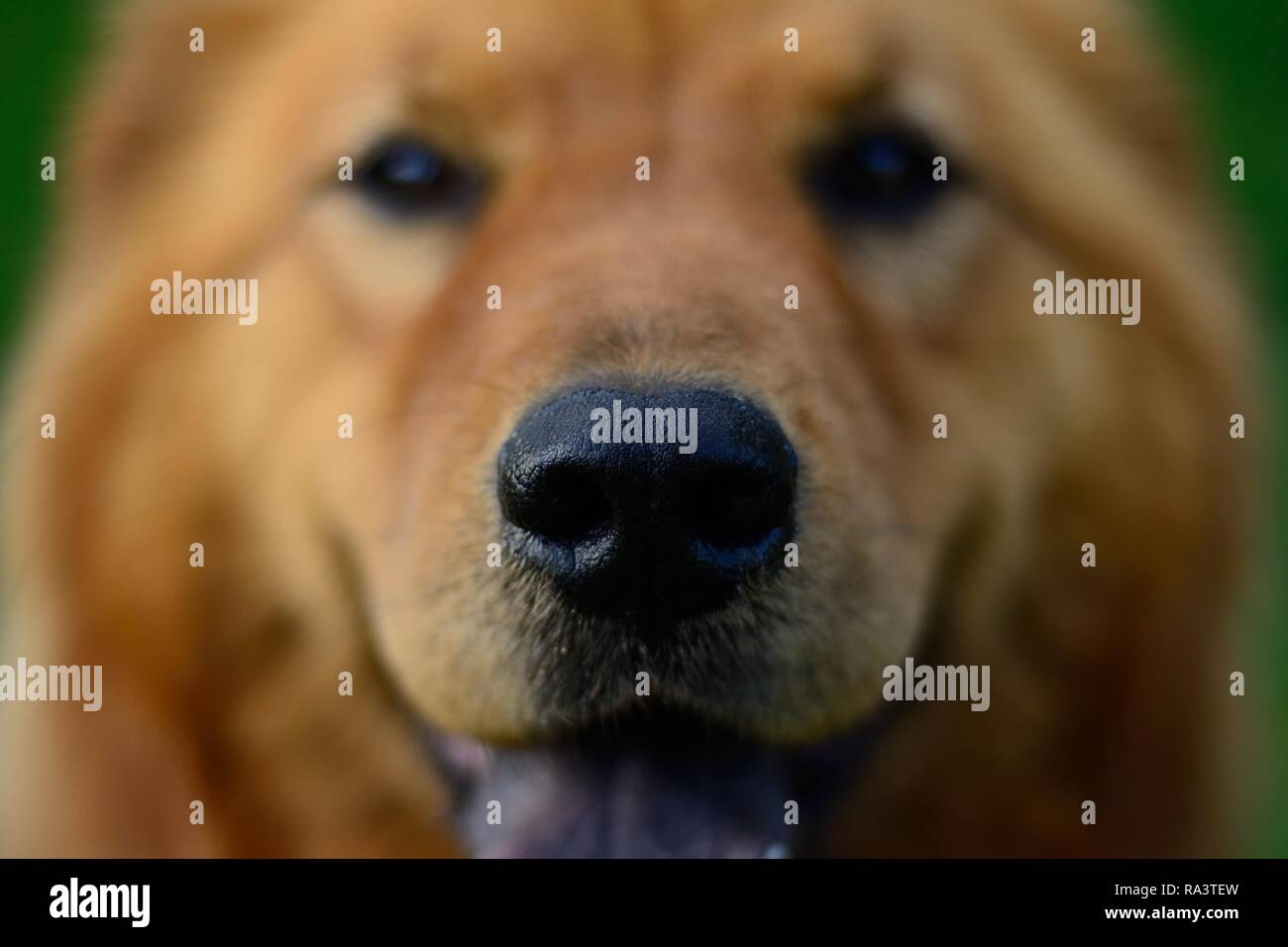 Dog with gold eyes hi-res stock photography and images - Alamy