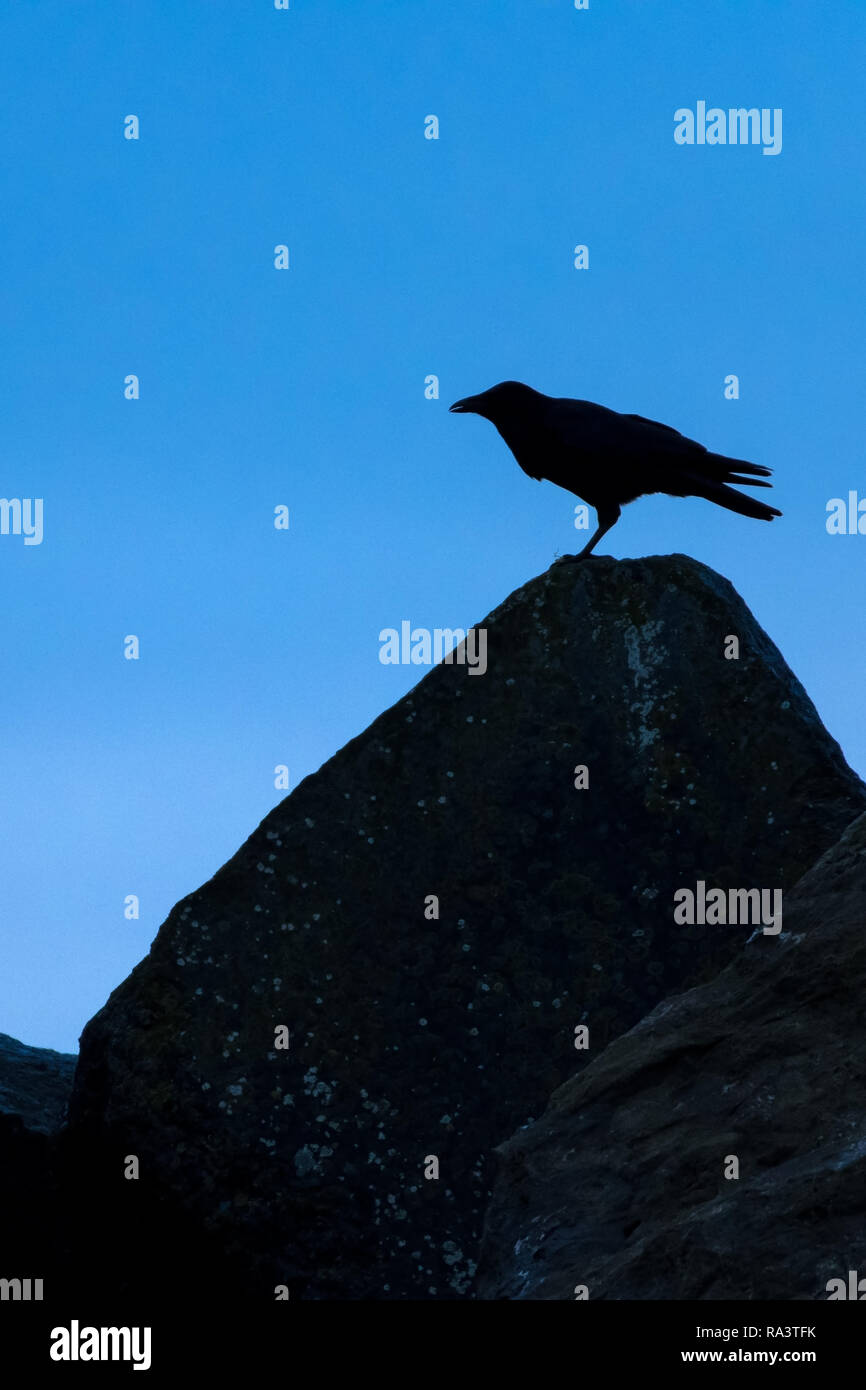 Raven stand on the rocks at the beach Stock Photo - Alamy