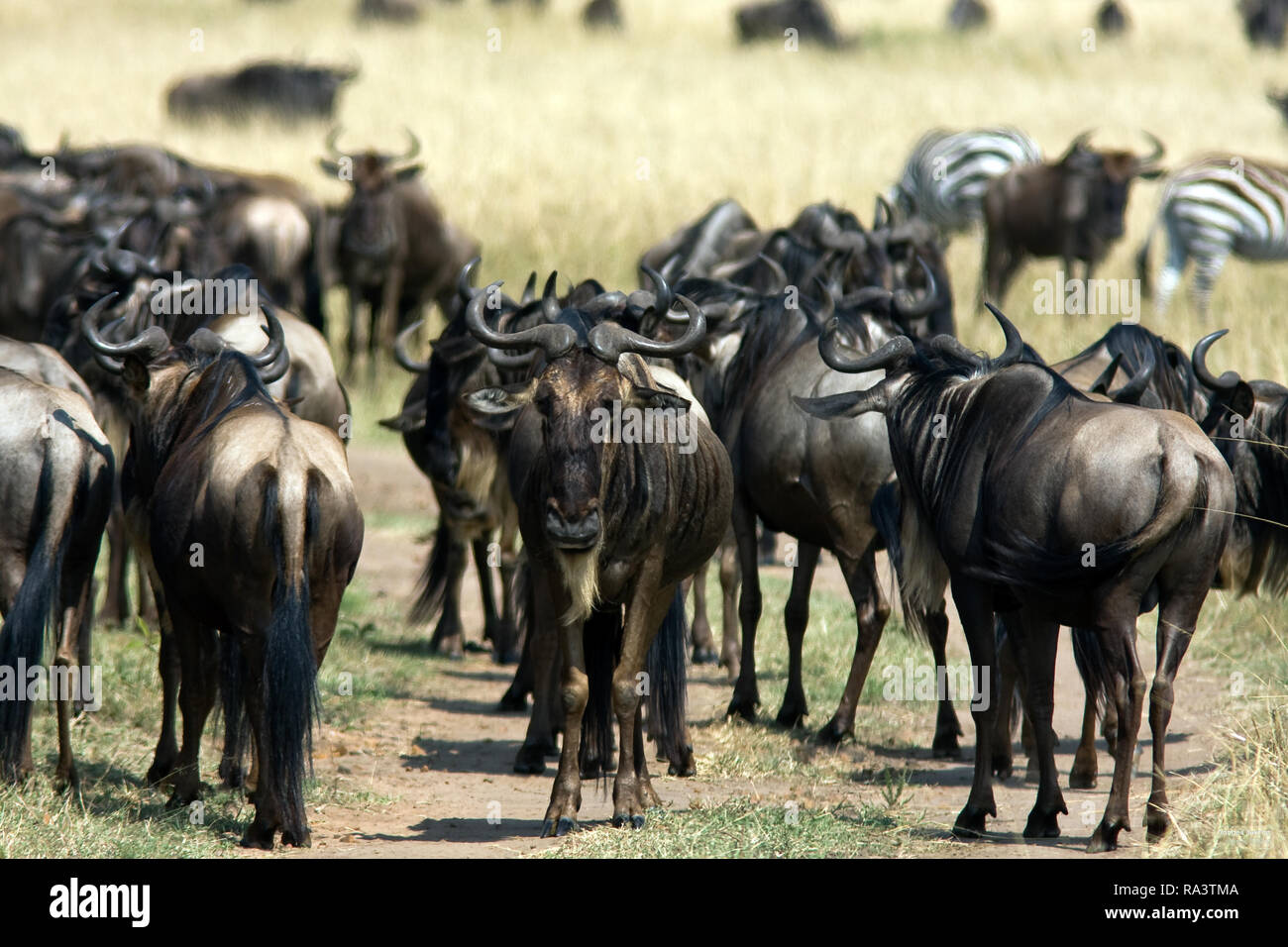 Herbivorous animals hi-res stock photography and images - Alamy