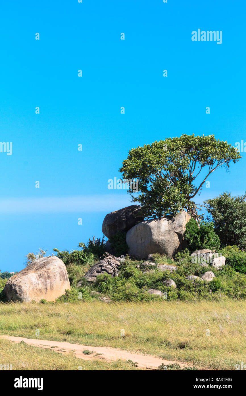 Trees grow on rocks. Savanna of the Serengeti. Africa Stock Photo - Alamy