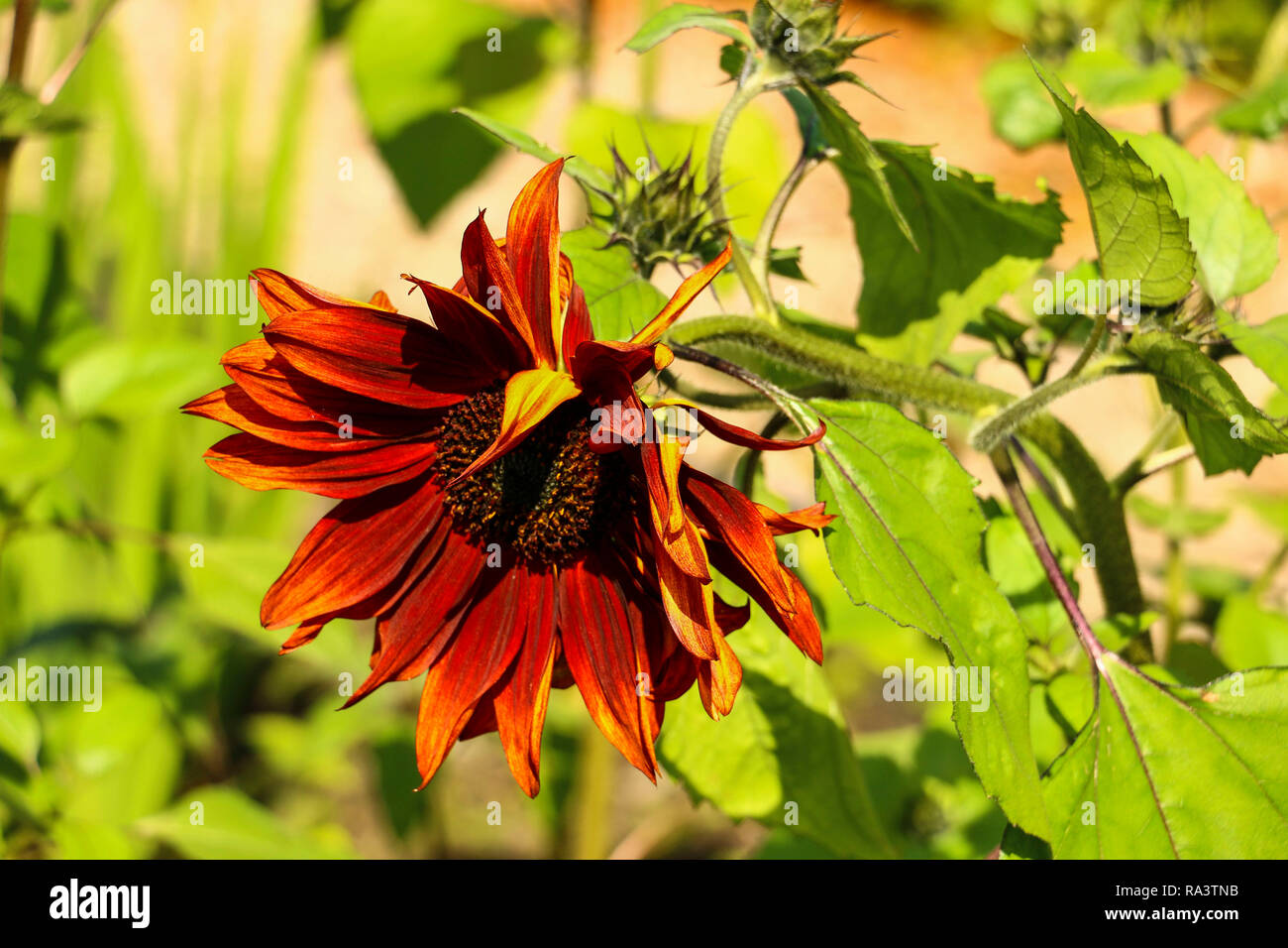 Red rudbeckia flower in the garden Stock Photo - Alamy