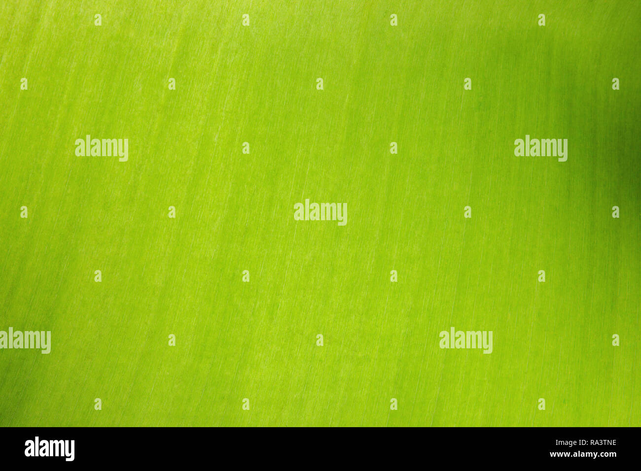 Green leaf textured with structure smooth and grain surface, Abstract ...