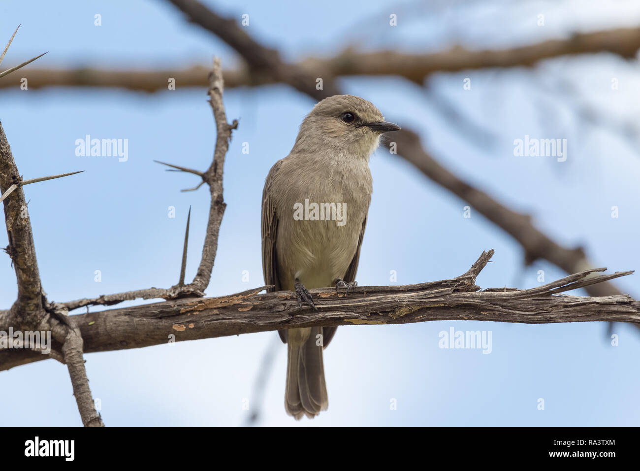 African grey flycatcher. Masai Mara, Kenya Stock Photo - Alamy