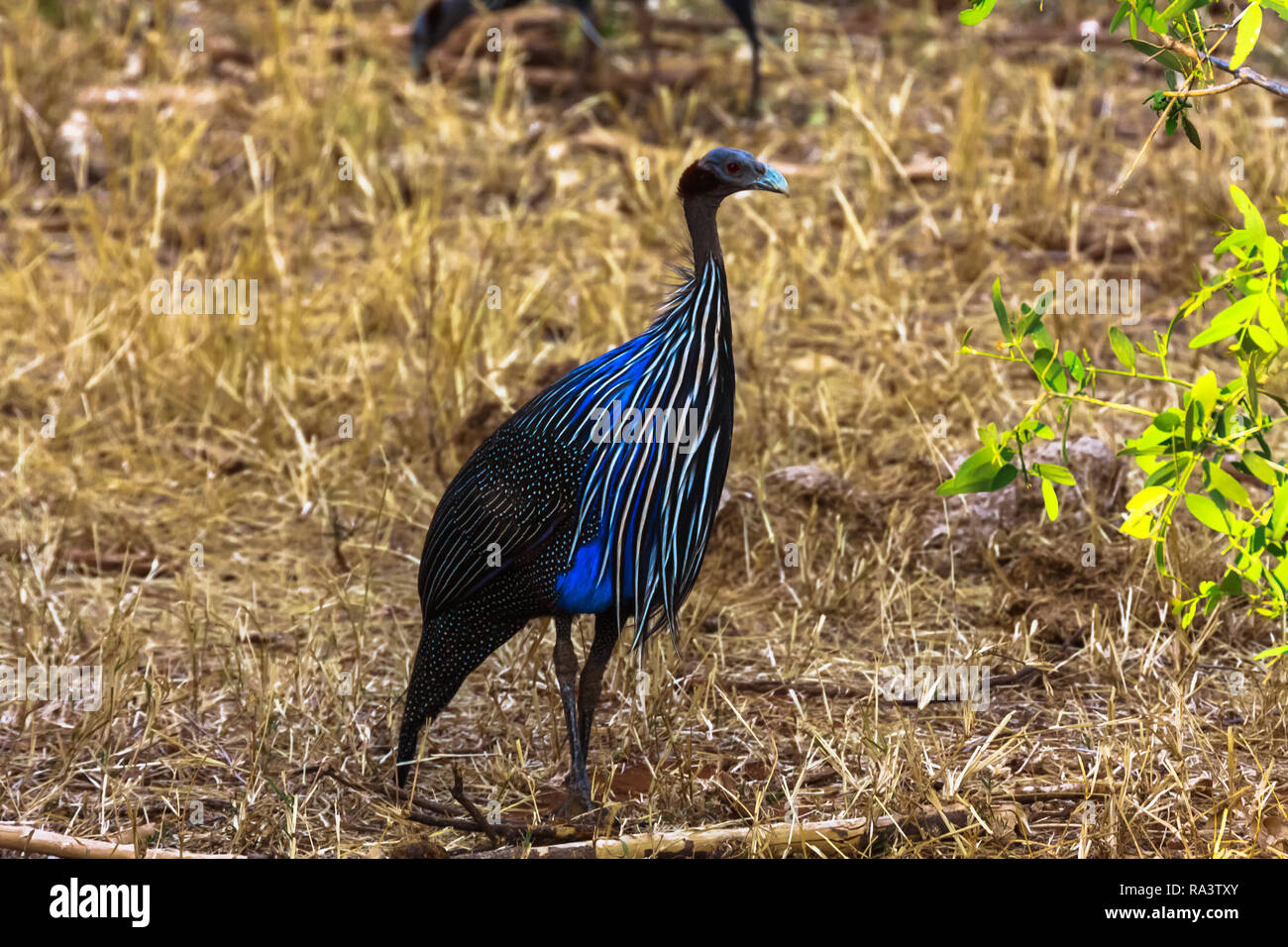 Guinea fowl. Blue bird of Kenya. Africa Stock Photo - Alamy