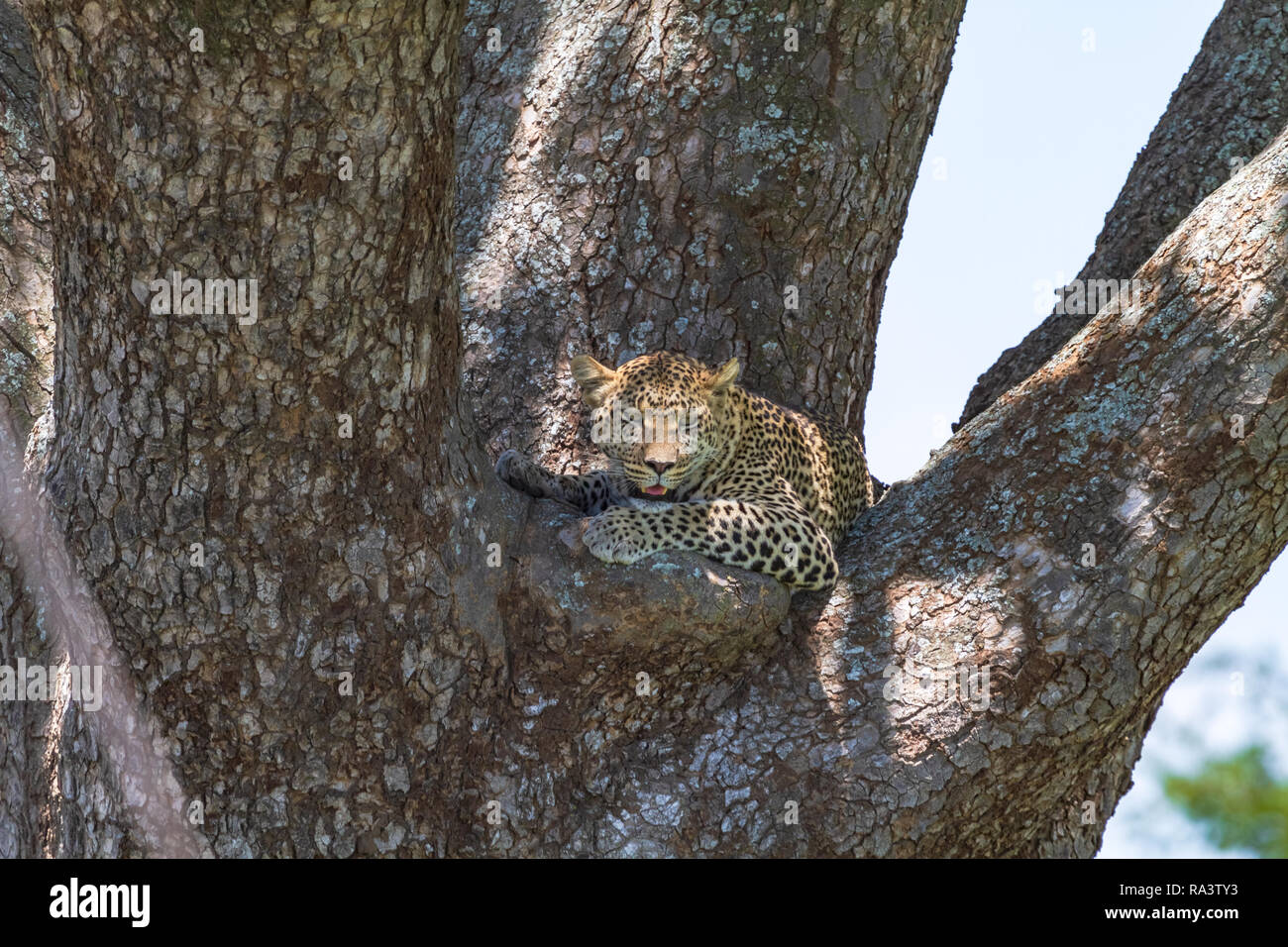 African predators. Leopard. Serengeti, Tanzania Stock Photo - Alamy
