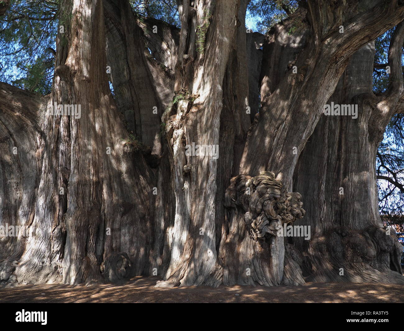 Stoutest trunk of the world of monumental Montezuma cypress tree at ...