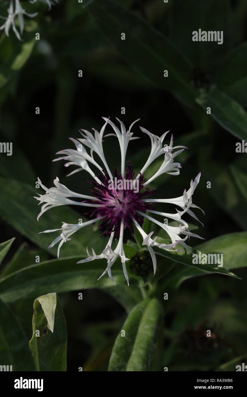 Octogone hi-res stock photography and images - Alamy