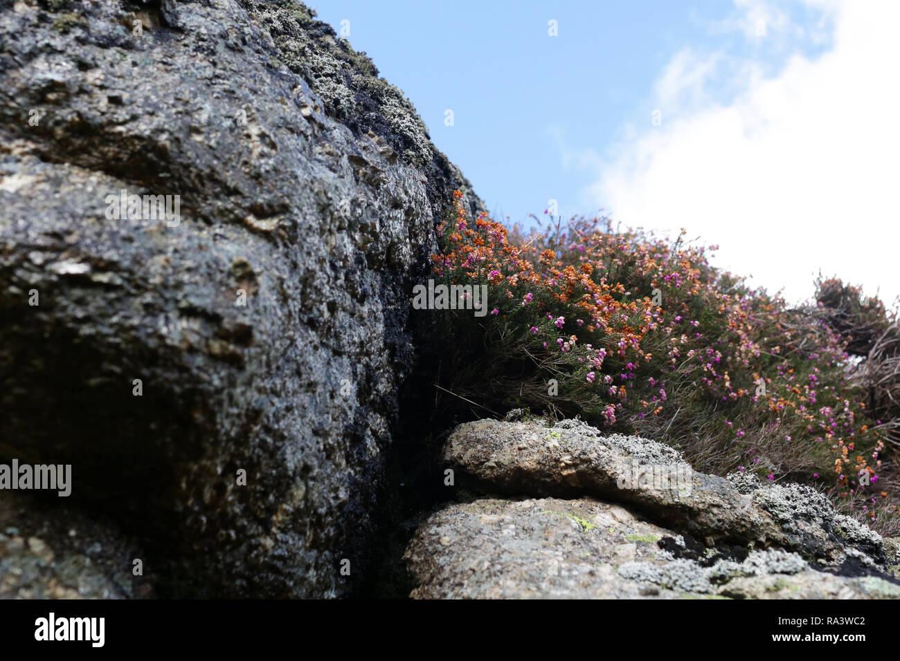 Tor granite stone Stock Photo - Alamy