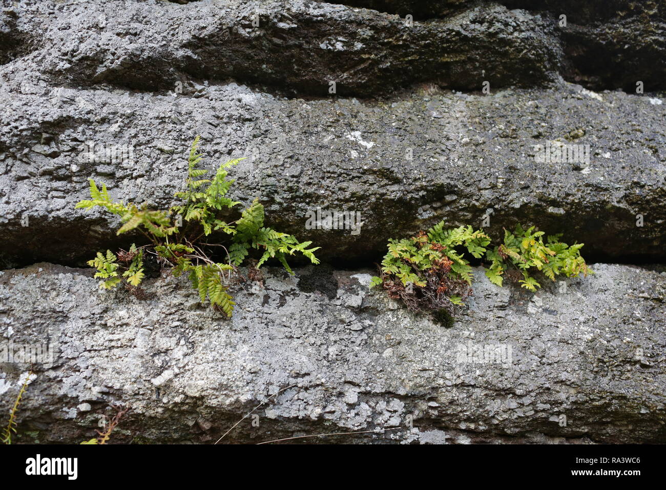 Tor granite stone Stock Photo - Alamy