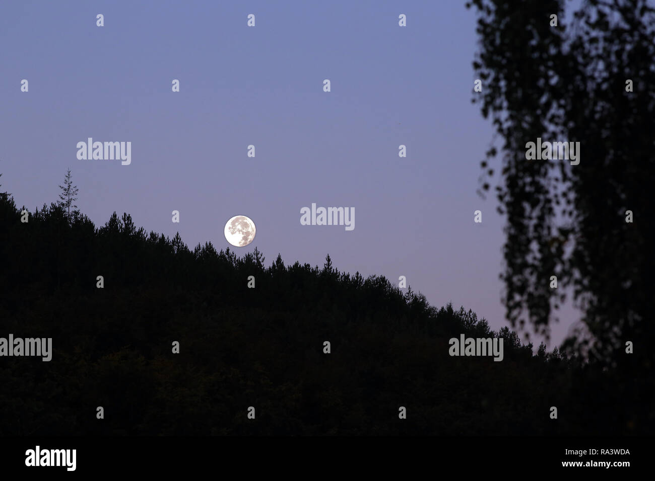 Full moon over forest Stock Photo - Alamy