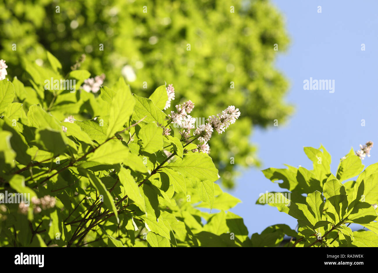 lilac at spring on sky background Stock Photo - Alamy