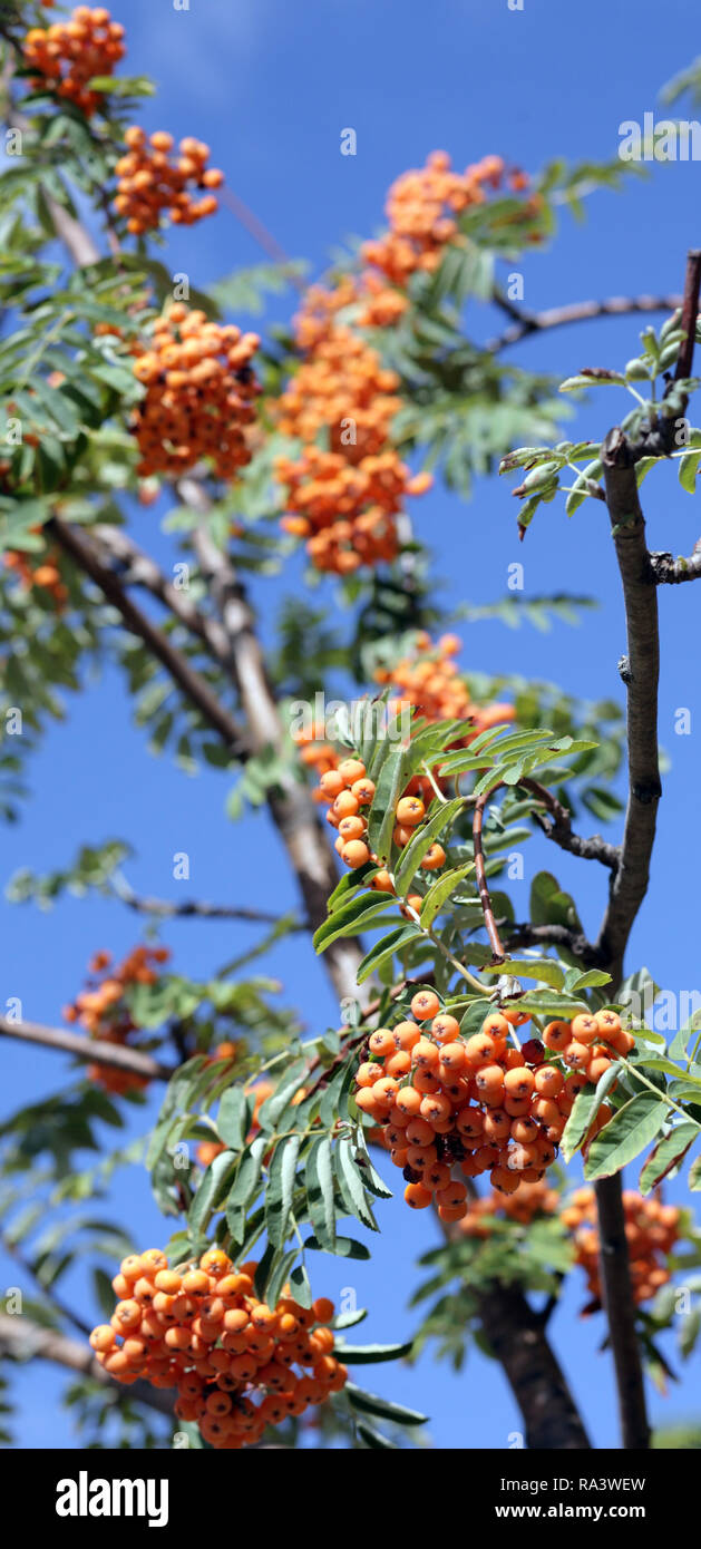 ashberry with leafs on sky background, september Stock Photo - Alamy