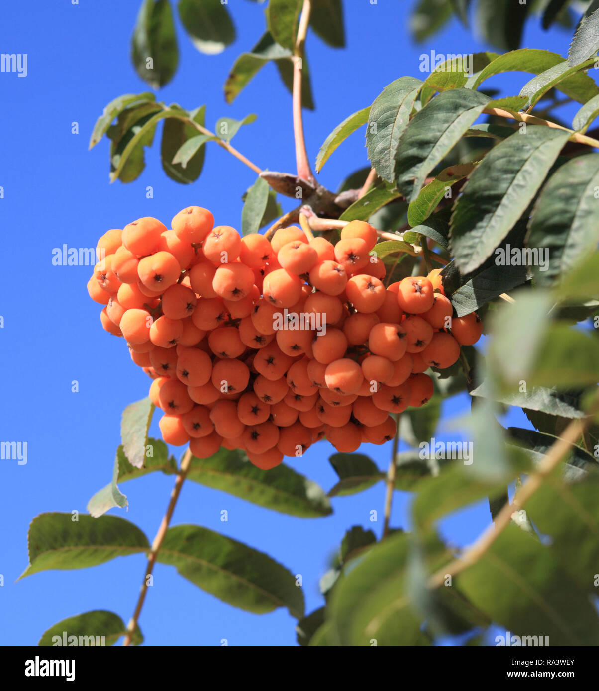 ashberry at dry sunny day Stock Photo - Alamy