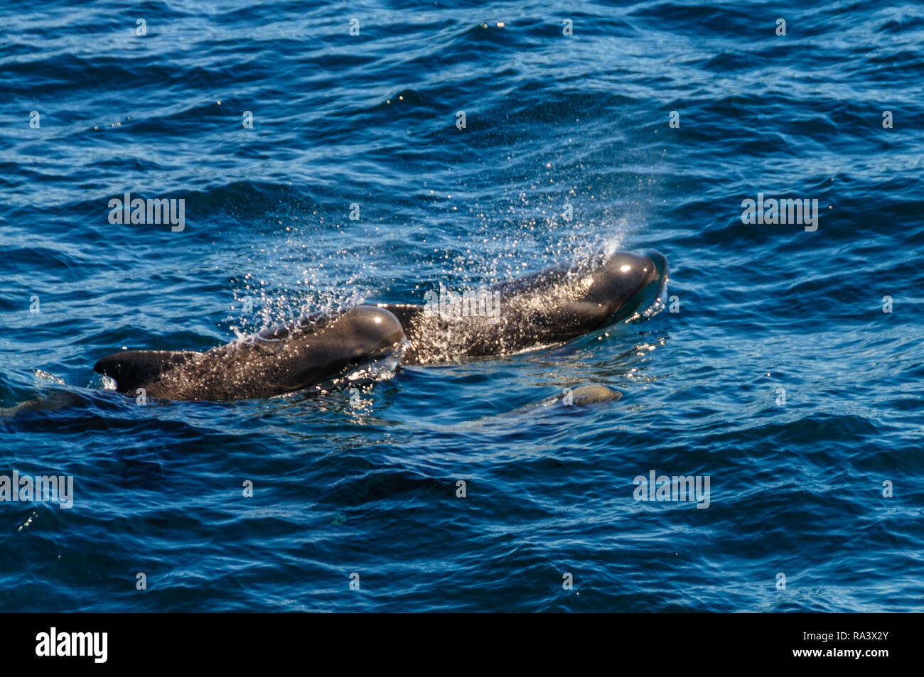 Long-Finned Pilot Whales in the Southern Atlantic Ocean Stock Photo - Alamy