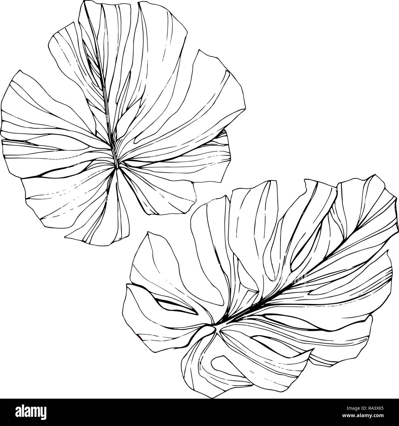 Exotic tropical hawaiian summer. Black and white engraved ink art ...