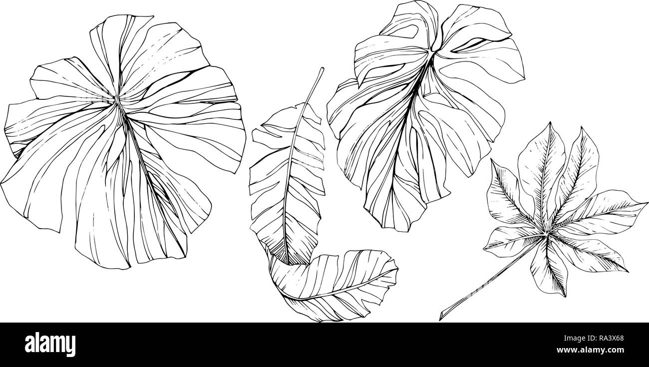 Exotic tropical hawaiian summer. Black and white engraved ink art ...