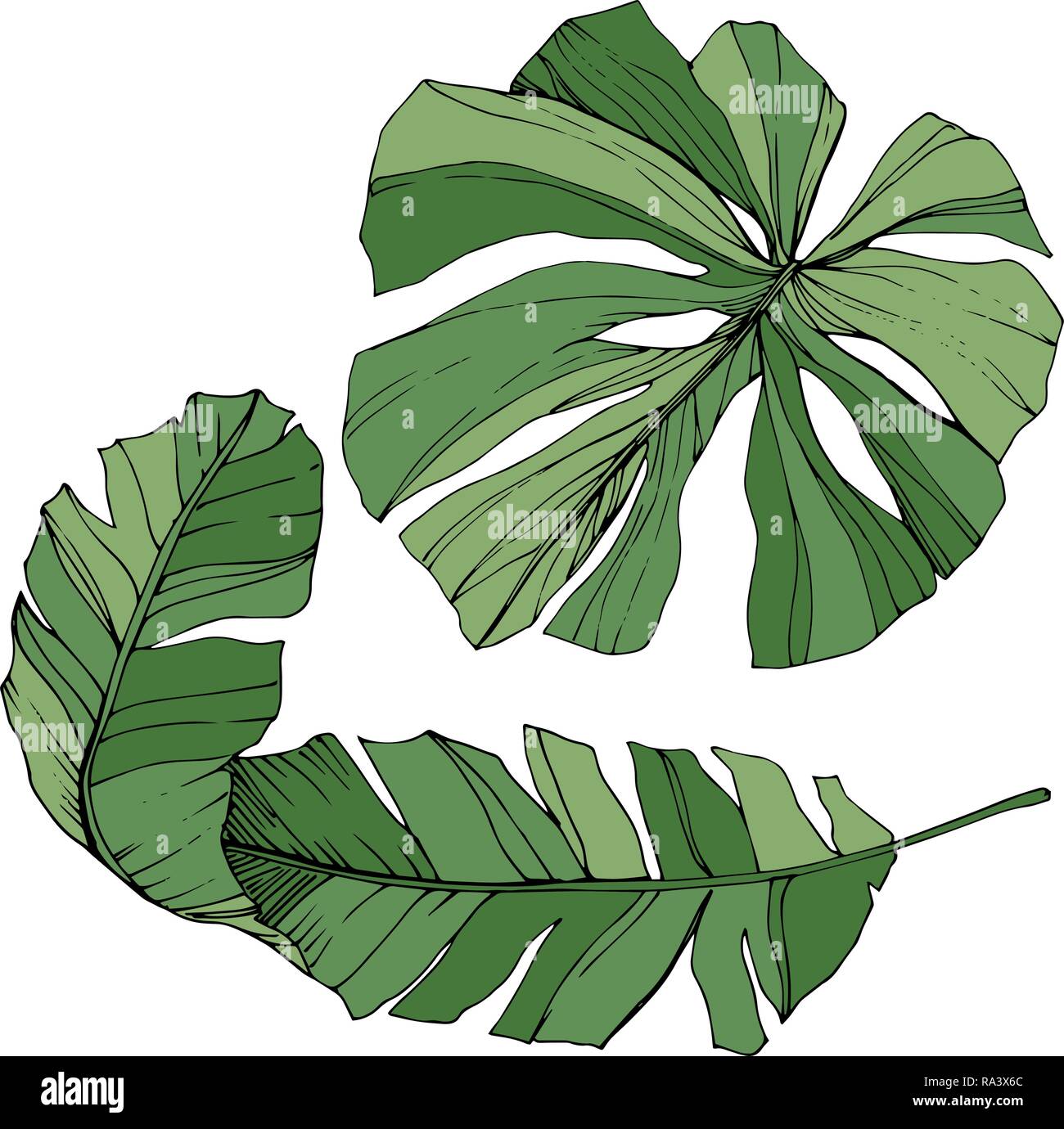 Exotic tropical hawaiian summer. Green engraved ink art. Isolated leaf ...