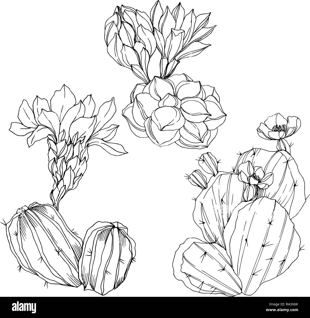 Vector Cacti floral botanical flower. Black and white engraved ink art ...