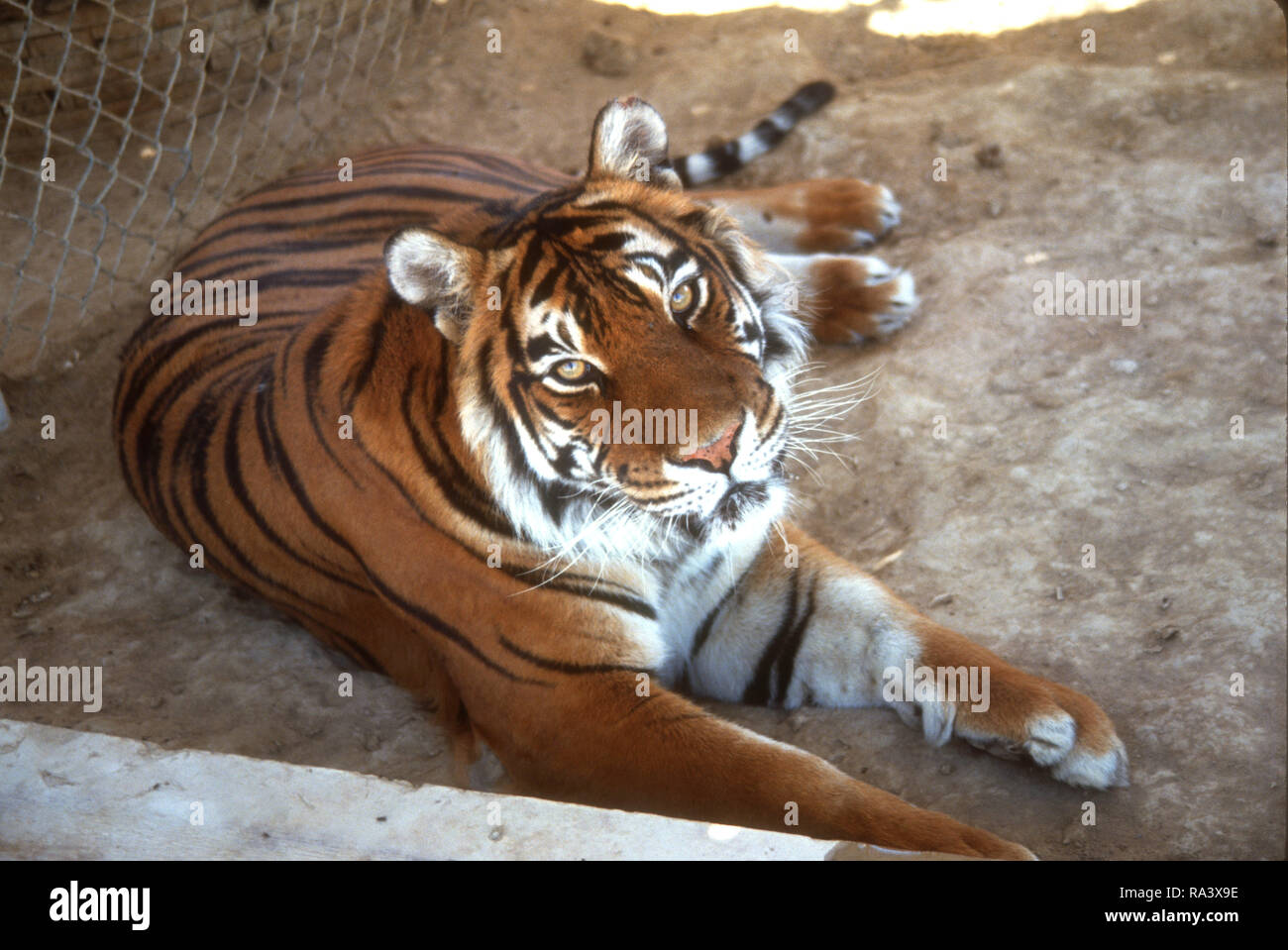 LAS VEGAS, NV - JULY 10: (EXCLUSIVE) A Tiger at Vladimir Mialovski ...