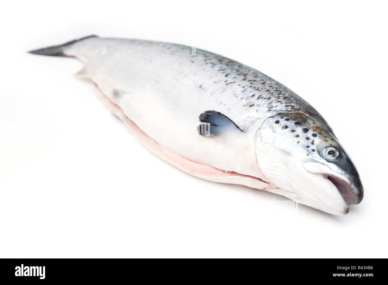 Atlantic salmon fish isolated on a white studio background Stock Photo ...