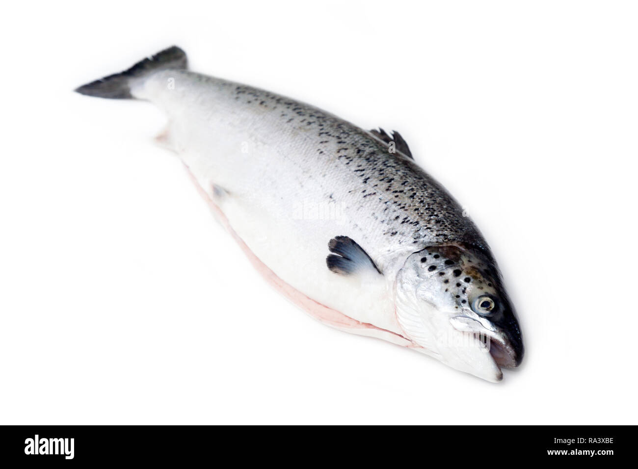 Atlantic salmon fish isolated on a white studio background Stock Photo ...