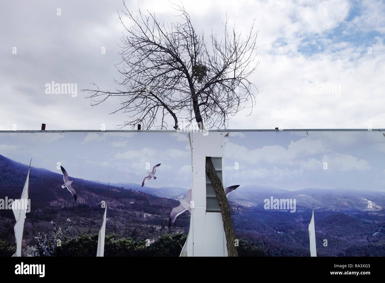 A tree growing through hole of a fence bearing photograph image of ...