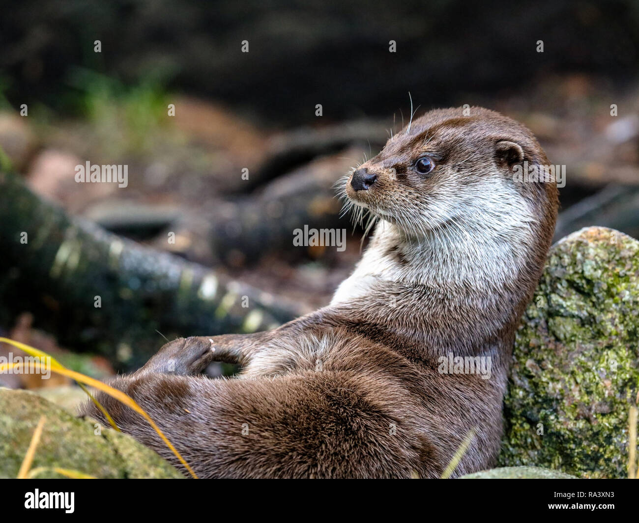 Eurasian otter, Lutra lutra, resting on a rock Stock Photo - Alamy