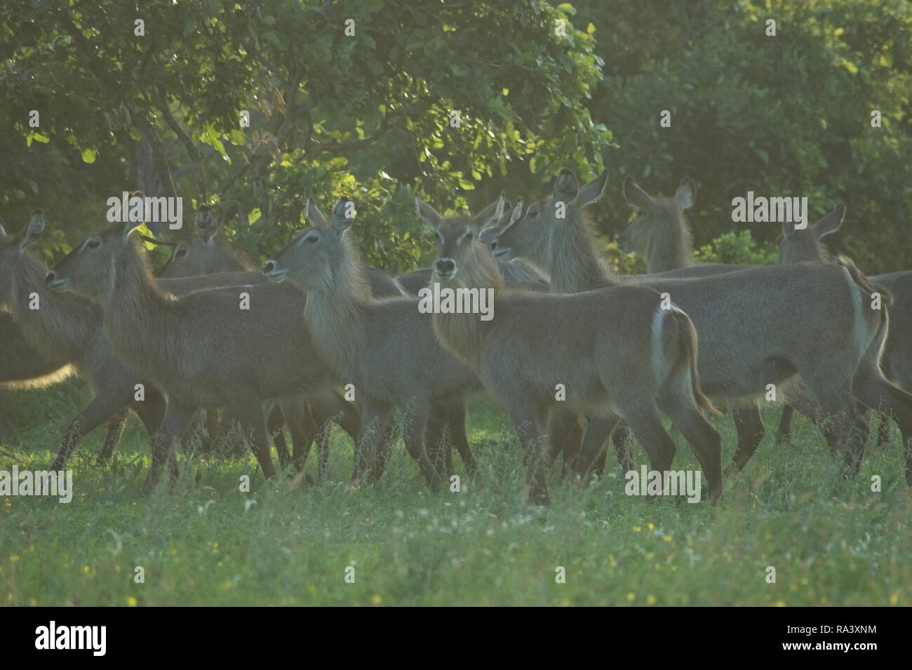 Rearing antelope hi-res stock photography and images - Alamy